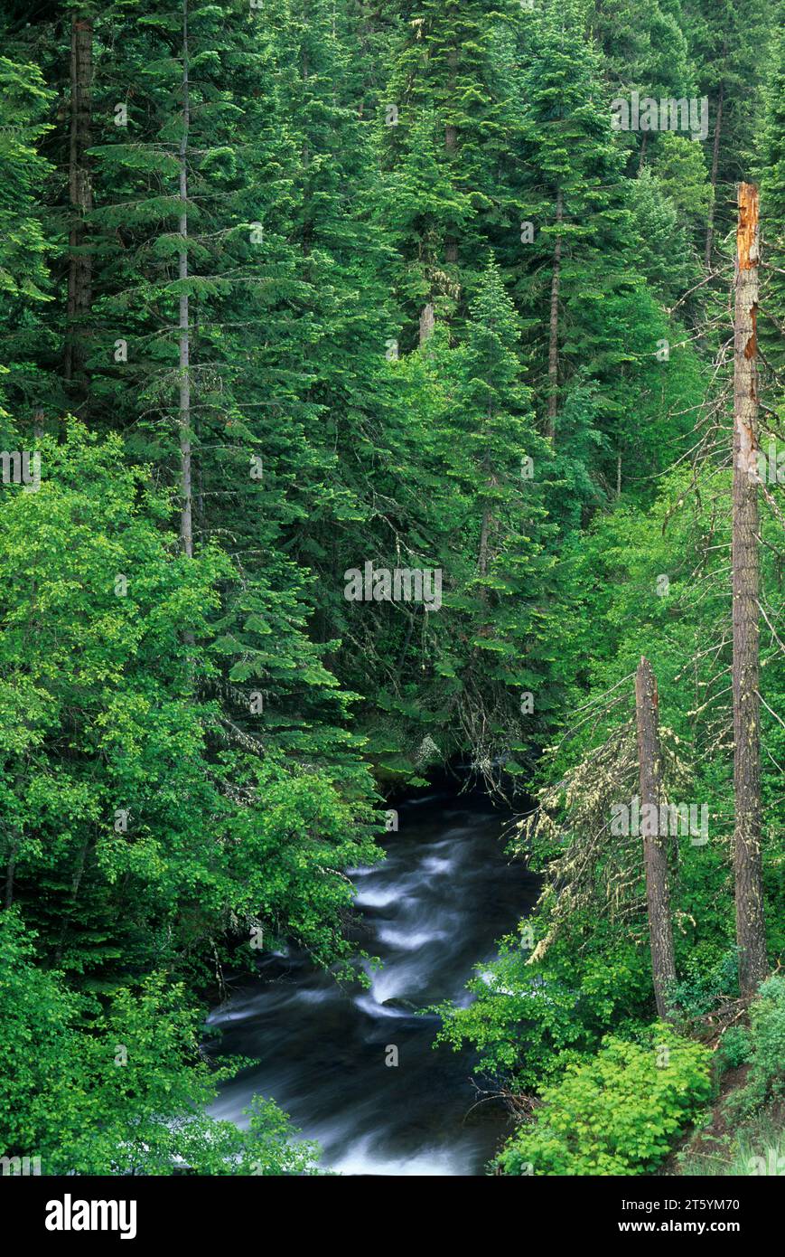 Tucannon River, Umatilla National Forest, Washington Stock Photo - Alamy