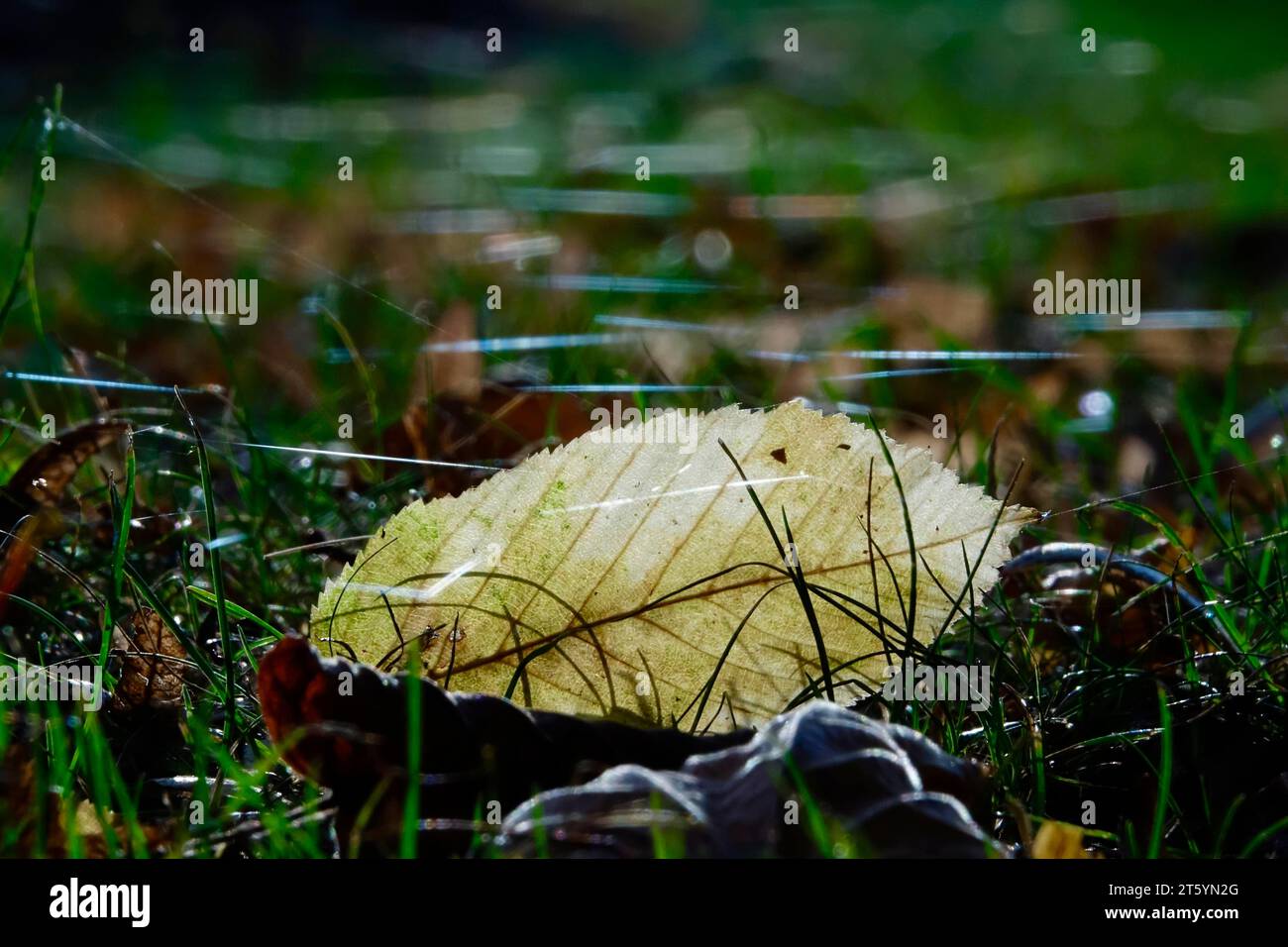 Autumn threads hi-res stock photography and images - Alamy