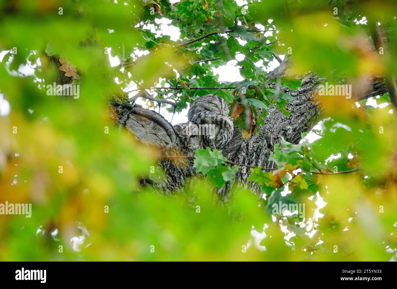Two tawny owls on an oak tree, autumn, Germany Stock Photo - Alamy