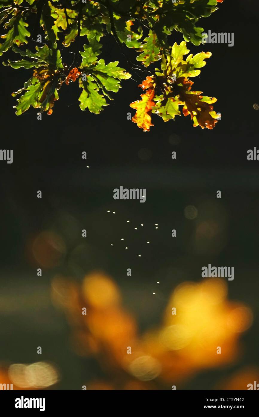 Leaves of an oak tree in autumn, insects, Germany Stock Photo - Alamy