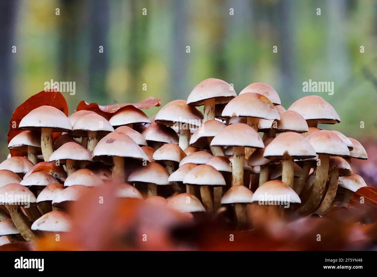 Fairytale fungus hi-res stock photography and images - Alamy