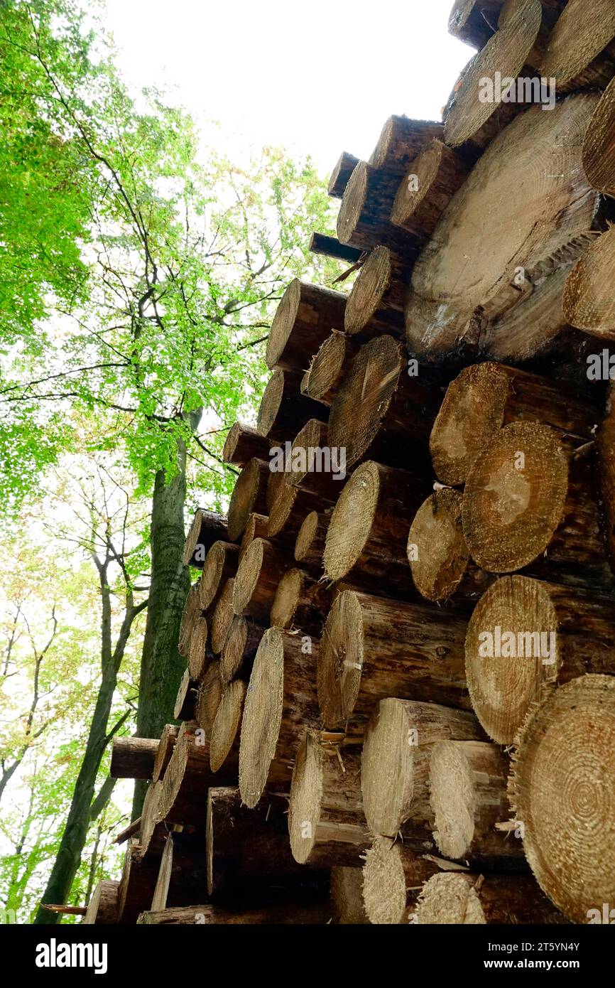 Forestry and timber hi-res stock photography and images - Alamy