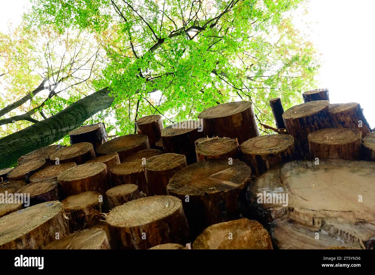 Forestry, timber, Germany Stock Photo - Alamy