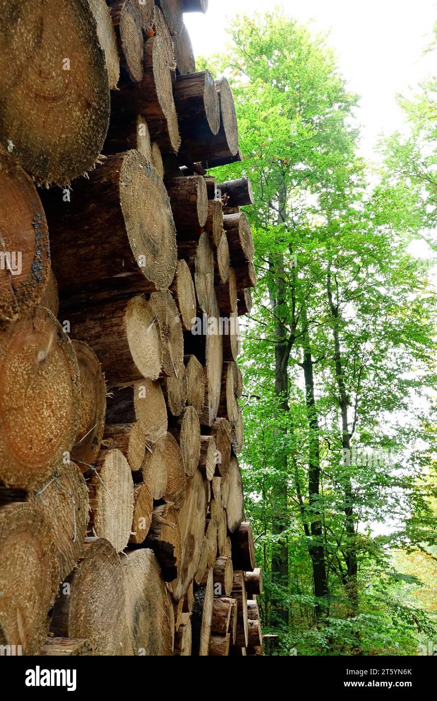 Forestry lumber timber industry hi-res stock photography and images - Alamy