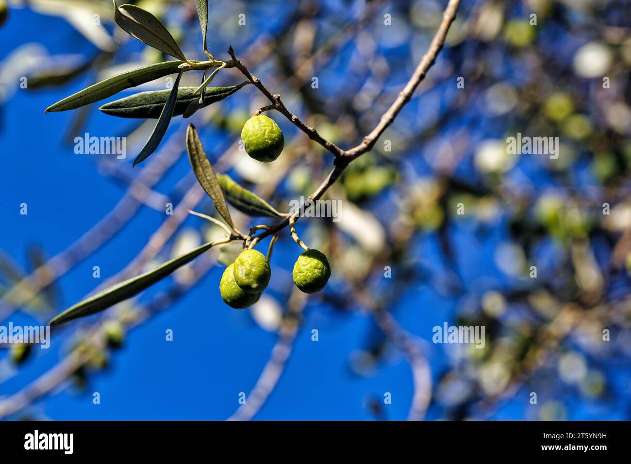 Close up view olives ripening hi-res stock photography and images - Alamy