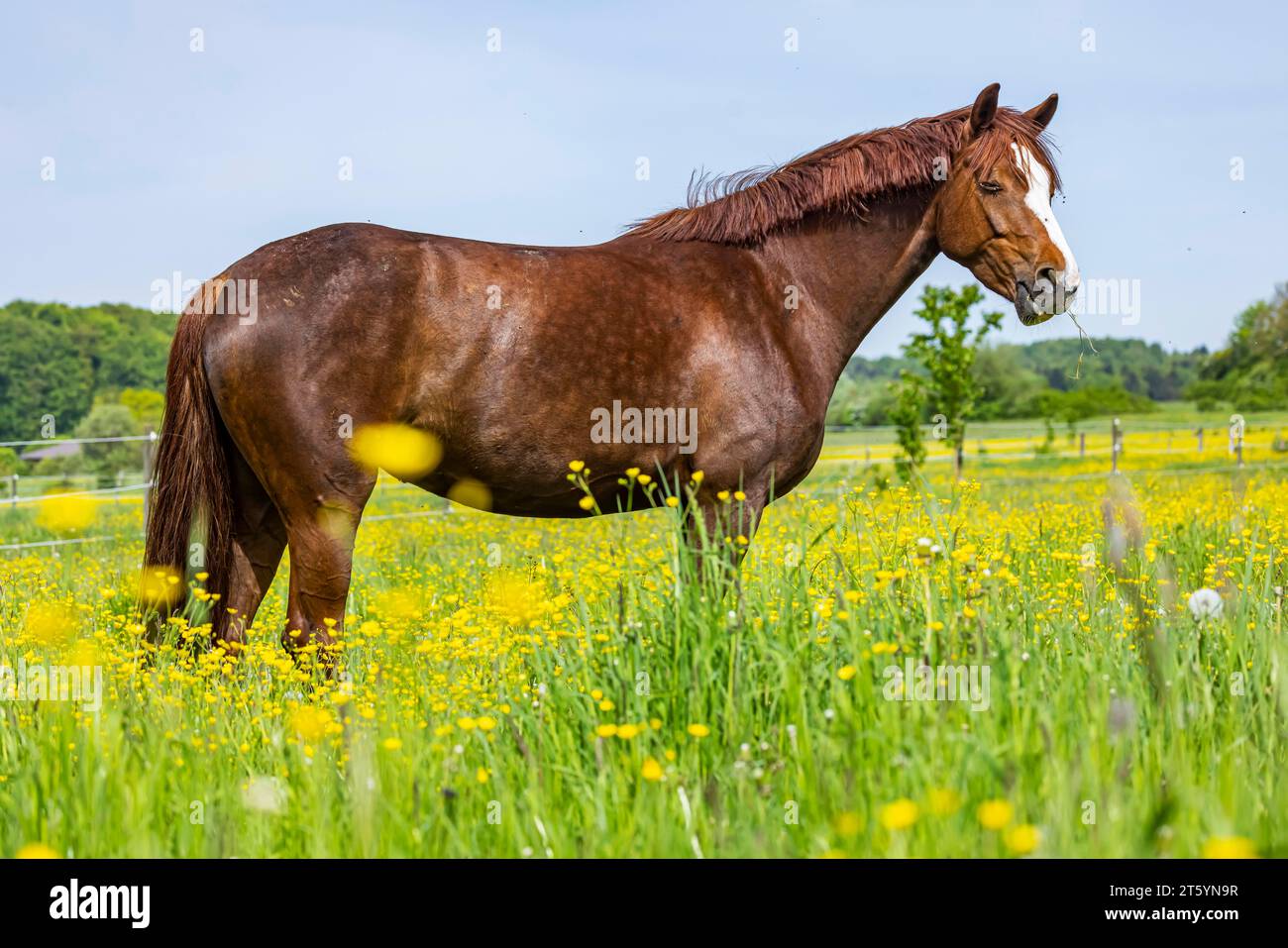 Flower meadow in spring with riding horse, paddock on the Swabian Alb ...