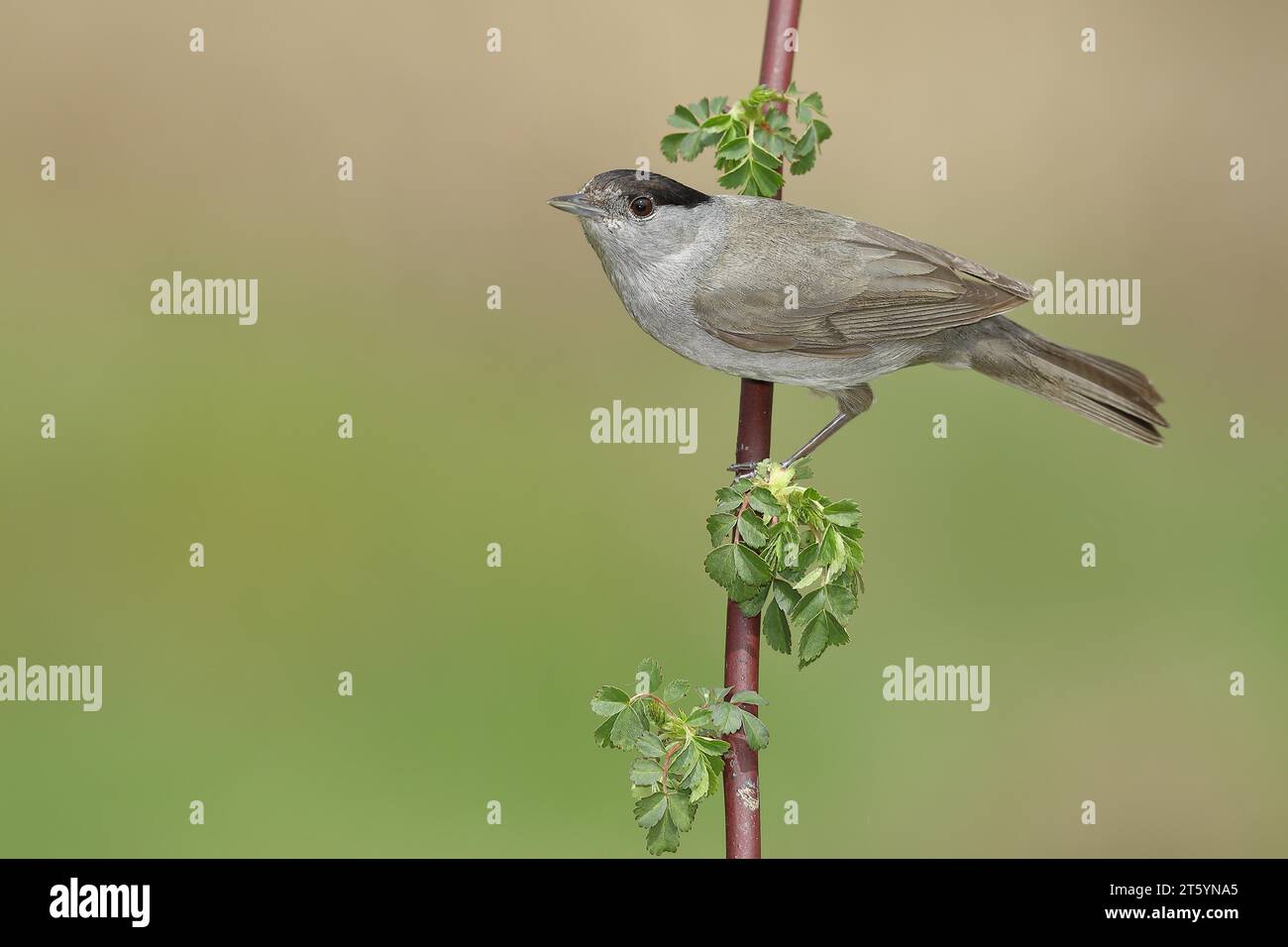 Blackcap (Sylvia atricapilla), male, sitting on a branch of a dog rose ...