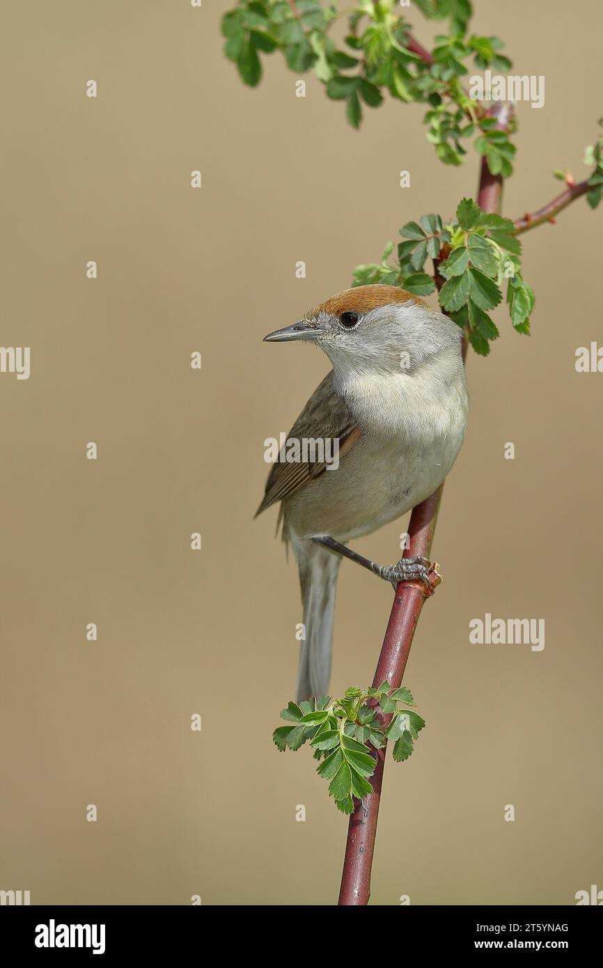 Blackcap (Sylvia atricapilla), female, sitting on a branch of a dog ...