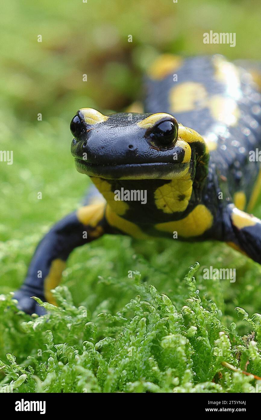 Fire salamander (Salamandra salamandra), running over moss, animal ...