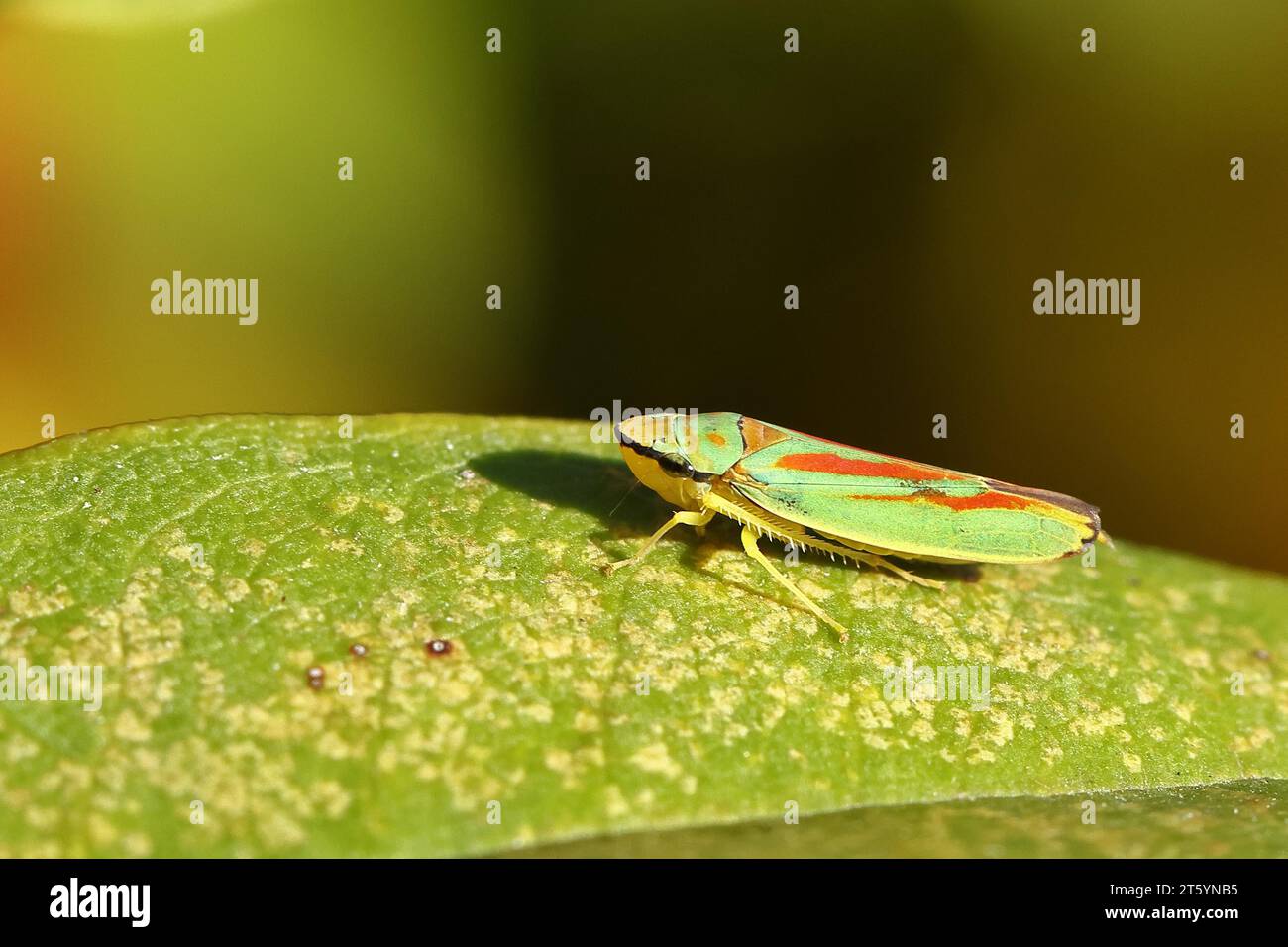 Rhododendron cicada on leaf hi-res stock photography and images - Alamy