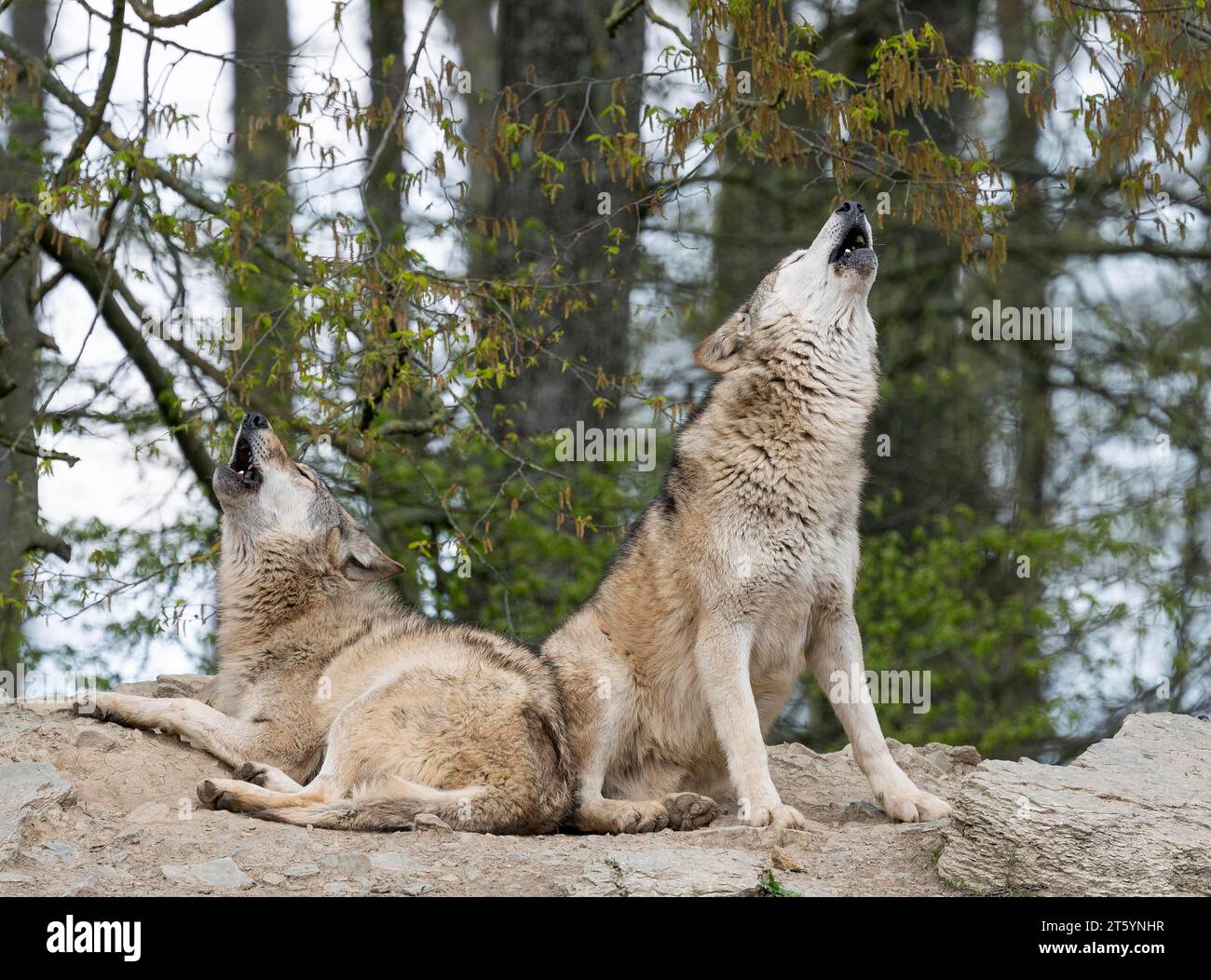 Wolf, gray wolves (Canis lupus) howl, captive, Germany Stock Photo - Alamy
