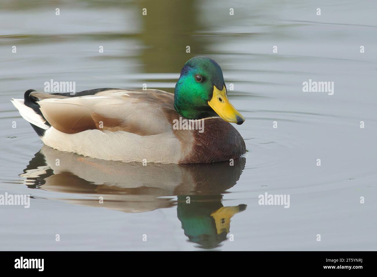 Mallard (Anas platyrhynchos), wildlife, drake, swimming on a river ...