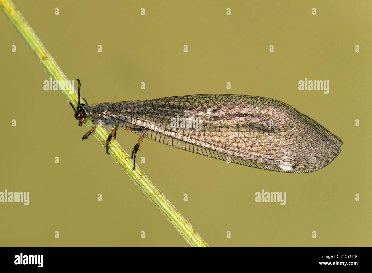 Common formicarius (Myrmeleon formicarius), Valais, Switzerland Stock ...
