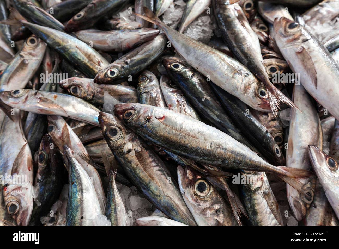 Herring (Clupeidae), fish market, market hall Mercado dos Lavradores ...