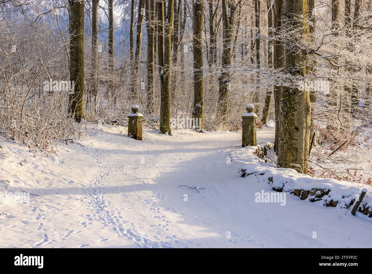 Beech forest with gate posts and animal tracks in the snow Stock Photo ...