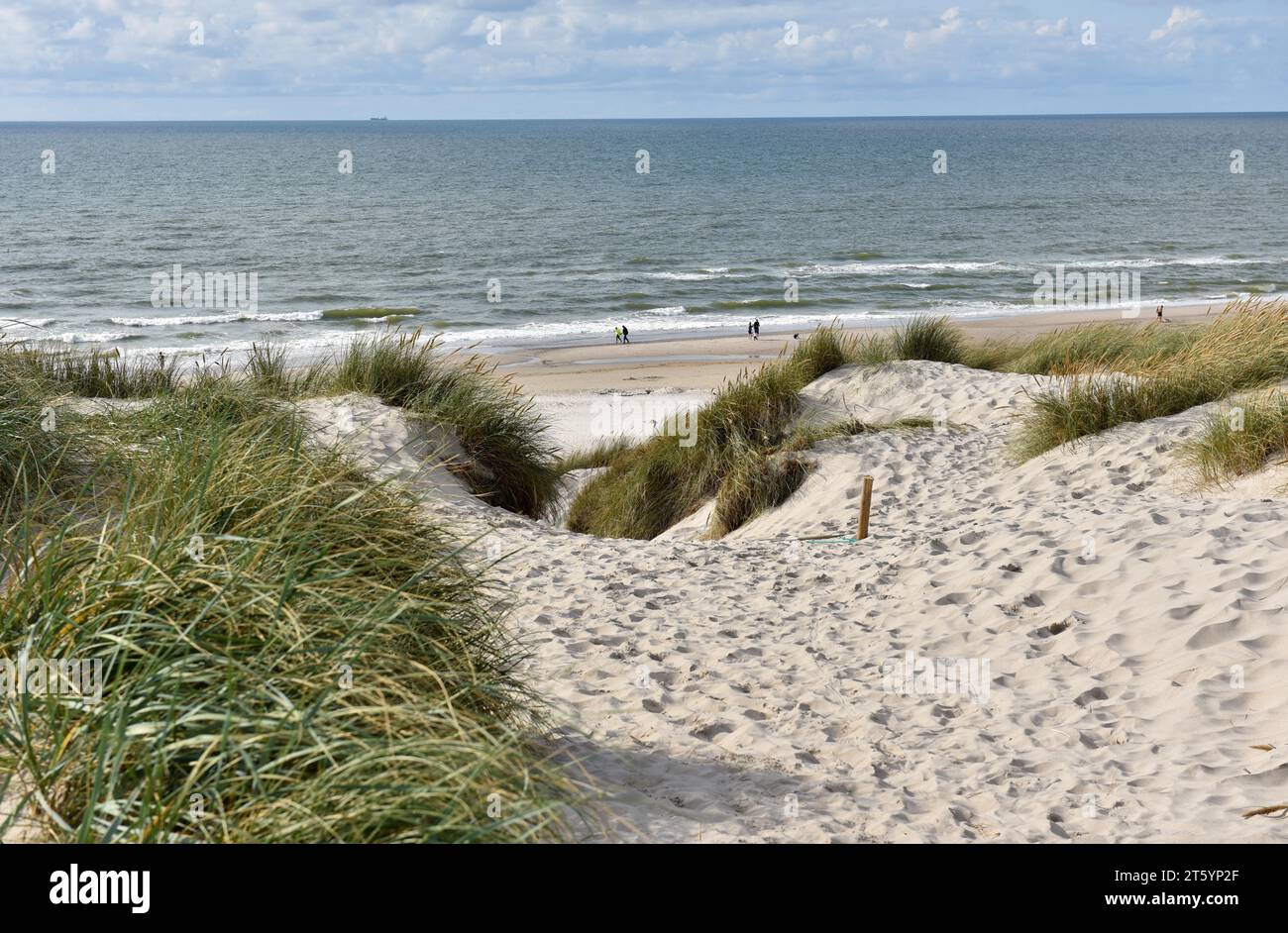Dune landscape on the North Sea in Denmark Stock Photo - Alamy