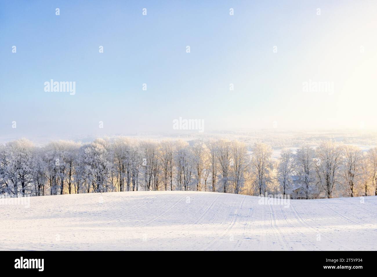 Snowy field in a beautiful landscape view with frosty trees a cold ...