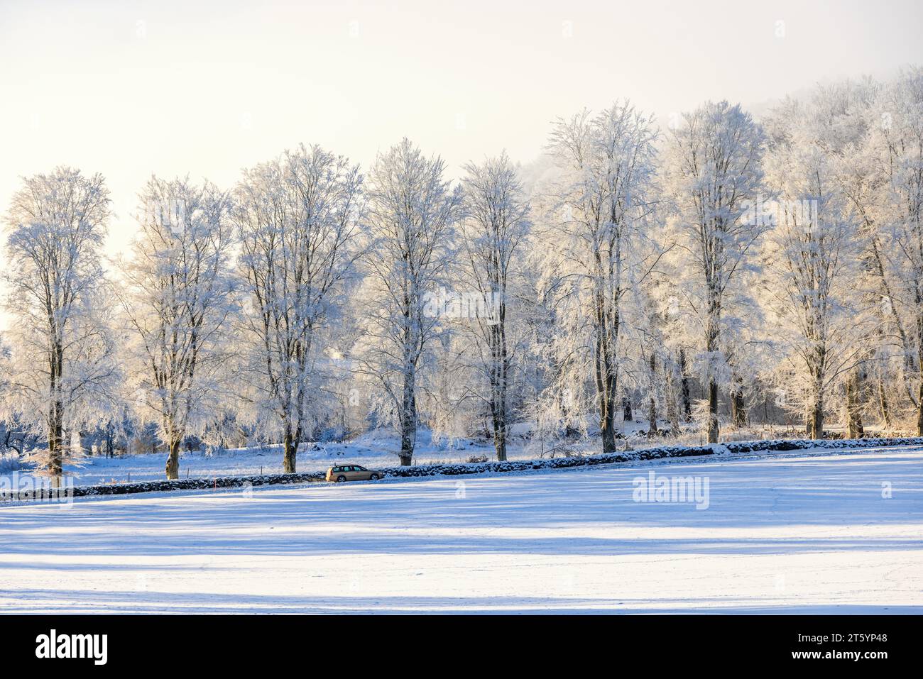 Driving car by frosty trees in the countryside a cold winter day Stock Photo - Alamy