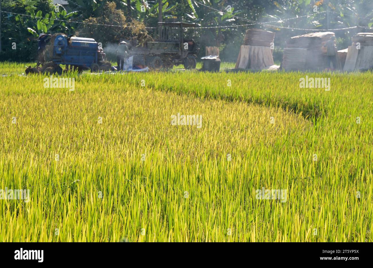 VIETNAM, Yen Bai Province, Cam Nhan, farmer thresh rice after harvest ...