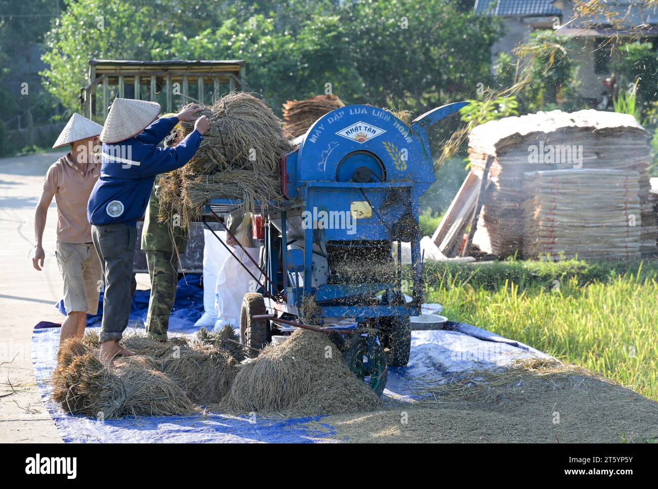 VIETNAM, Yen Bai Province, Cam Nhan, farmer thresh rice after harvest ...