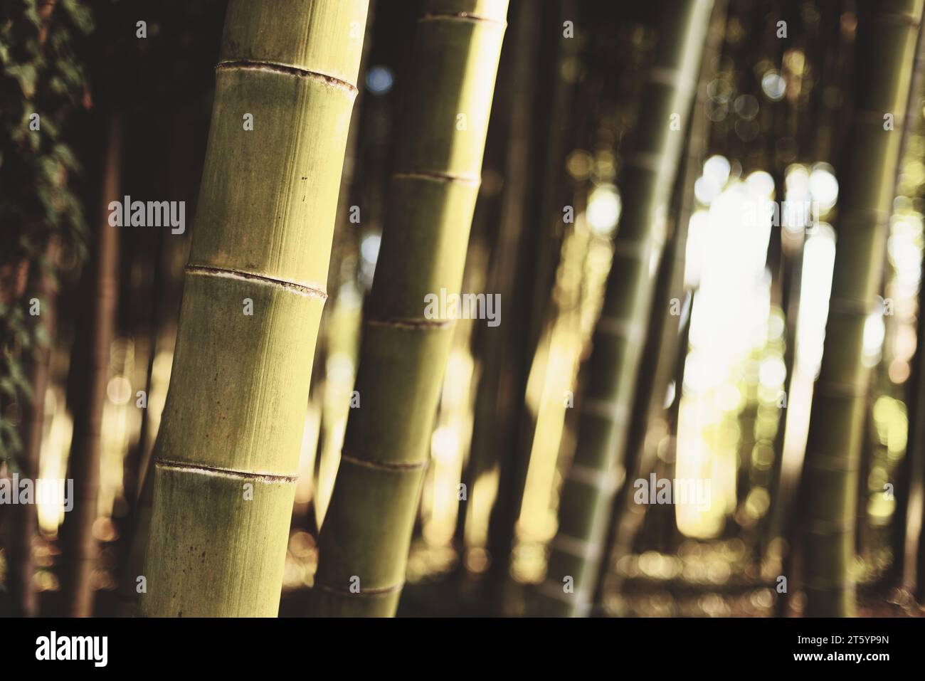 Dry jungle trees hi-res stock photography and images - Alamy