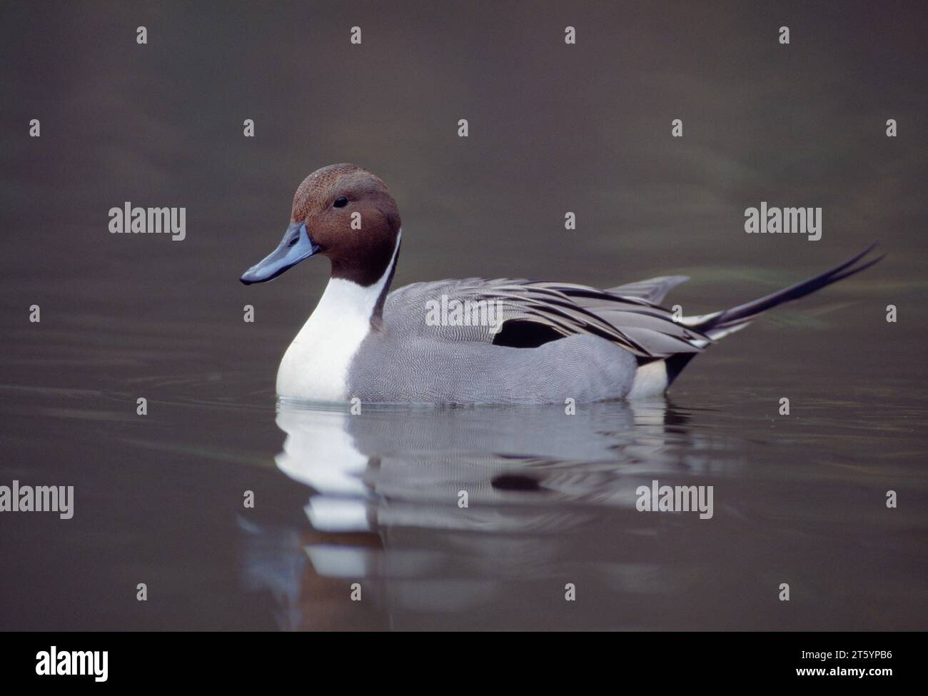 Pintail (Anas acuta) male / drake bird on freshwater lake, Berwickshire ...