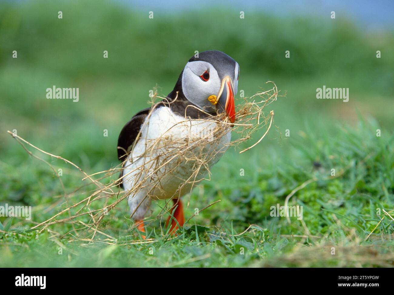 Puffin (Fratercula arctica) gathering nesting material Lunga Island ...