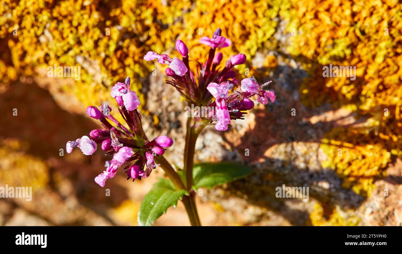 Macro, flower, violet, ochre-coloured stone, Levanzo, Egadi Islands ...