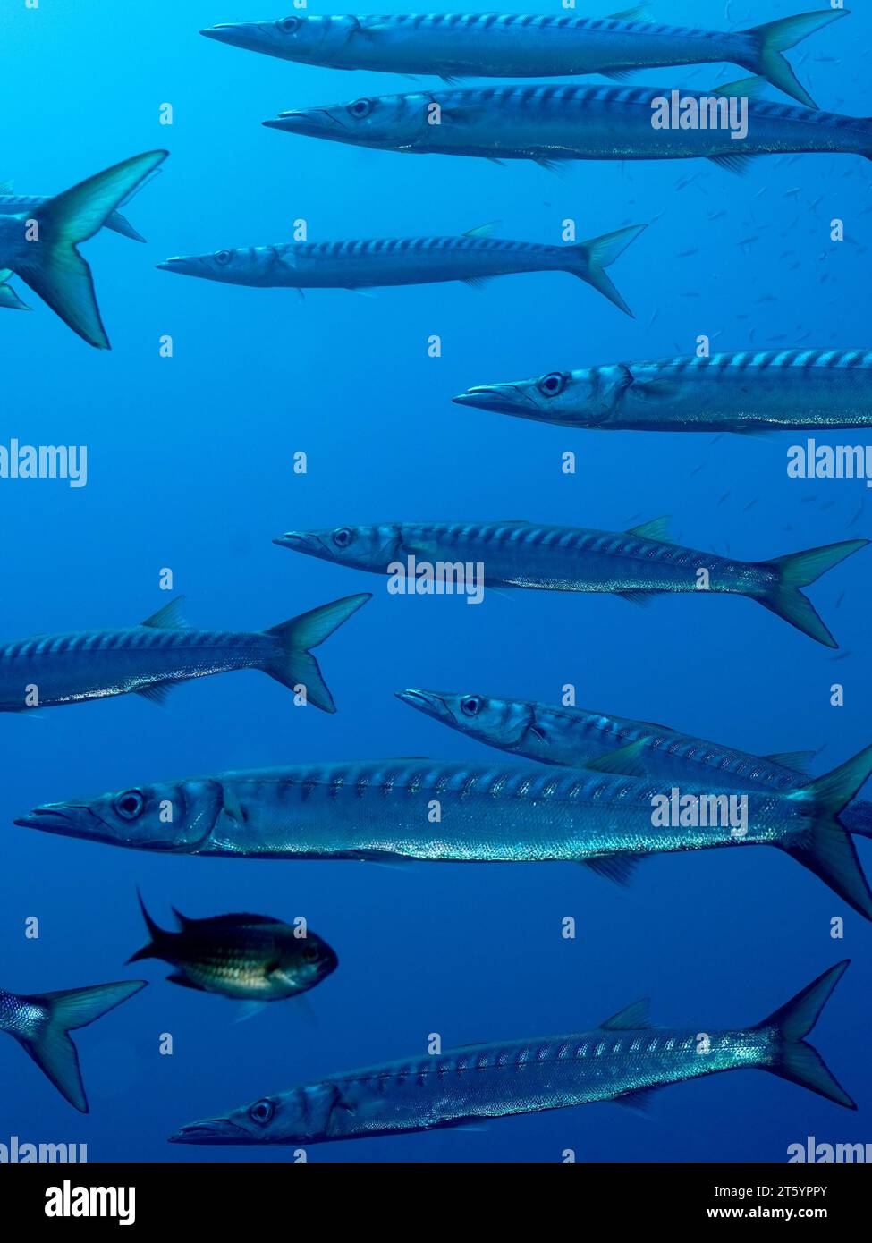 Group, shoal of european barracuda (Sphyraena sphyraena) near Hyeres ...