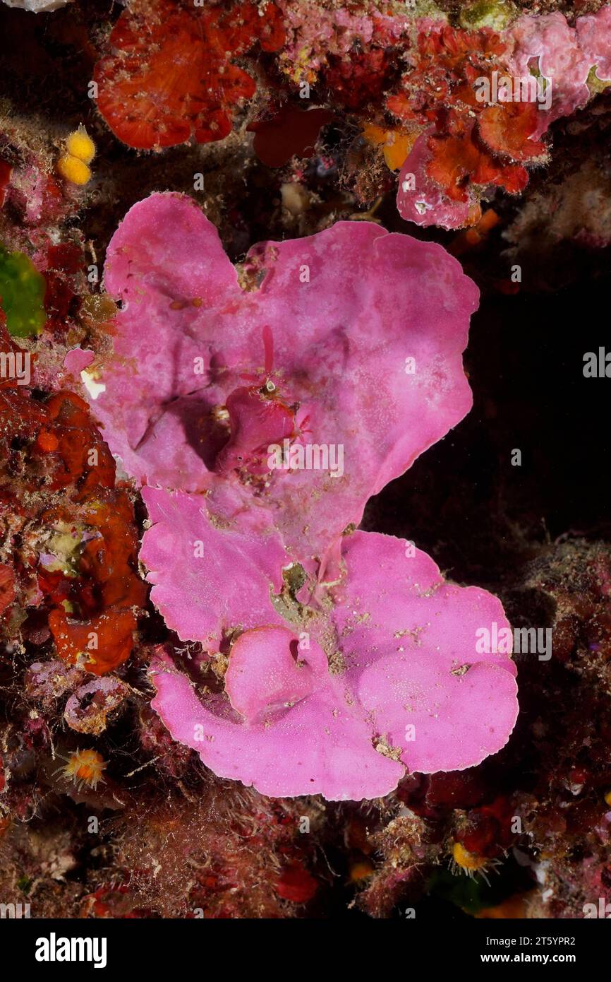 Mesophyllum expansum hi-res stock photography and images - Alamy