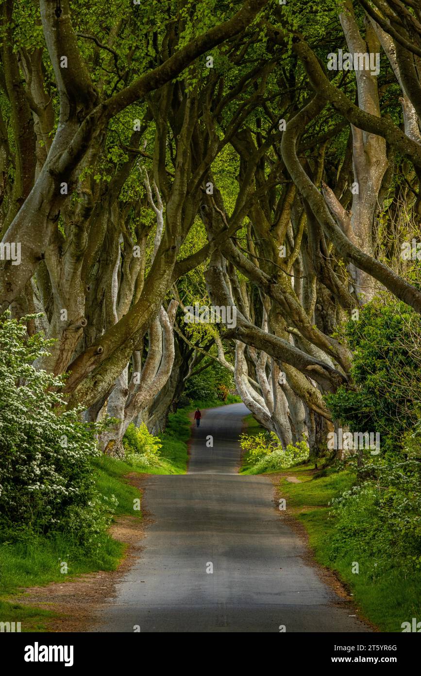 British hedges hi-res stock photography and images - Alamy