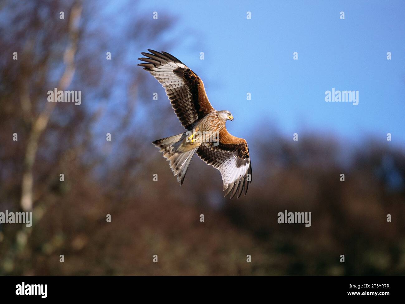 Scotland bird of prey hi-res stock photography and images - Alamy