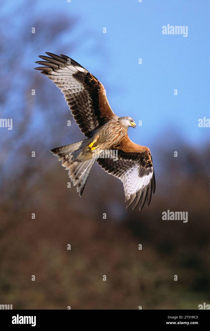 2002 red wings hi-res stock photography and images - Alamy