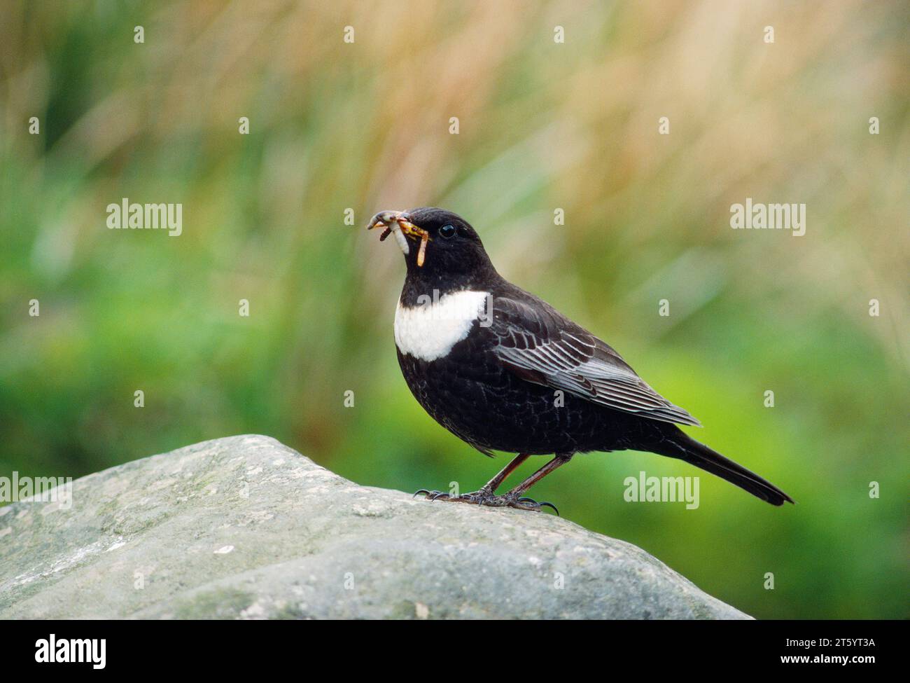 Ring Ouzel (Turdus torquatus) male carrying invertabrate prey to young ...