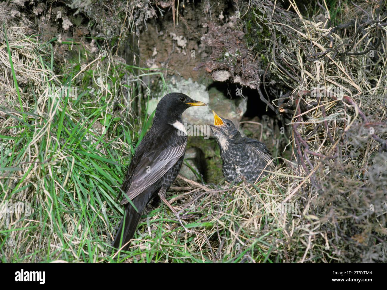 Ring Ouzel (Turdus torquatus) male feeding chicks in nest built on a ...