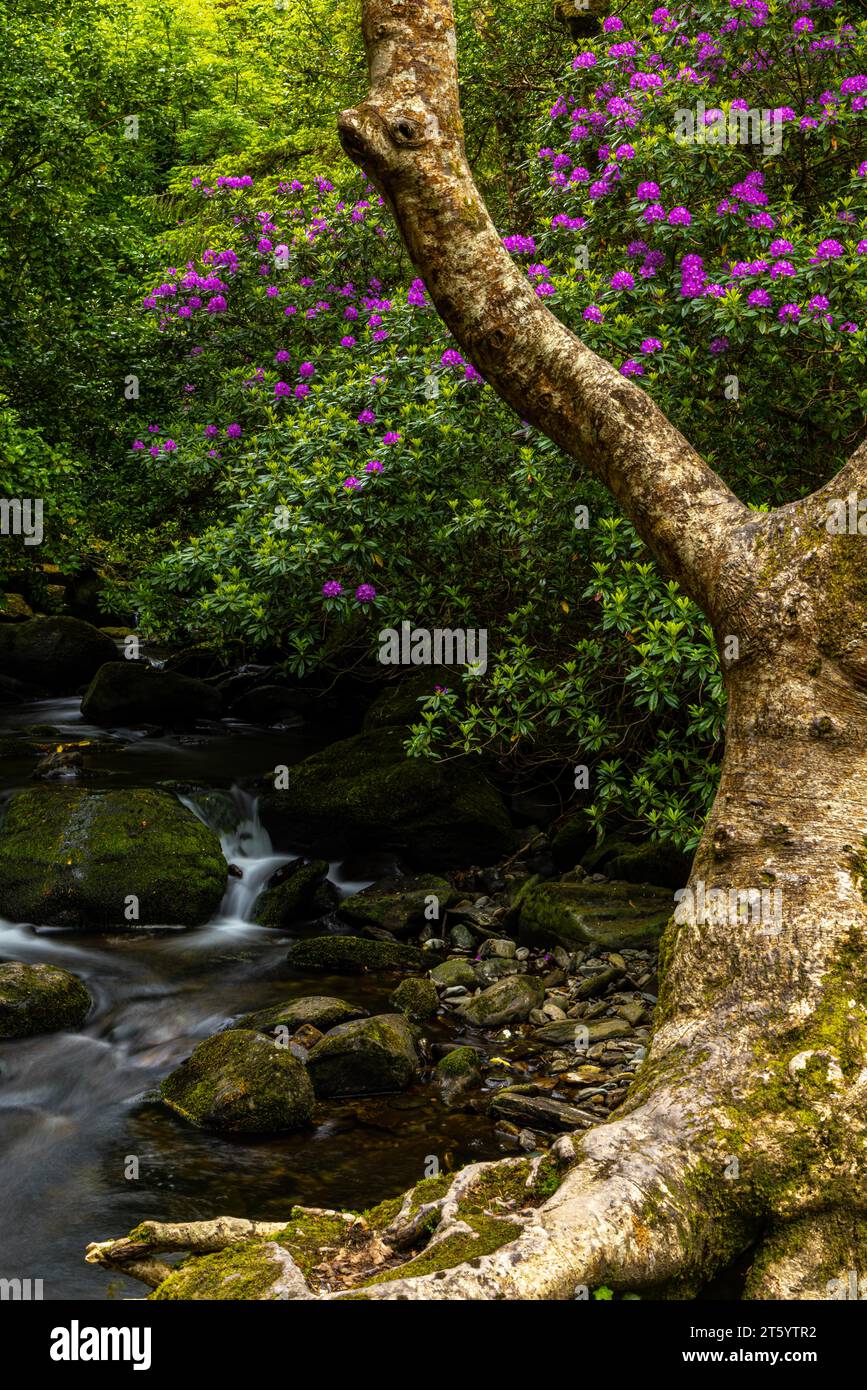 Torc Waterfall, Killarney National Park, County Kerry, Ireland Stock ...