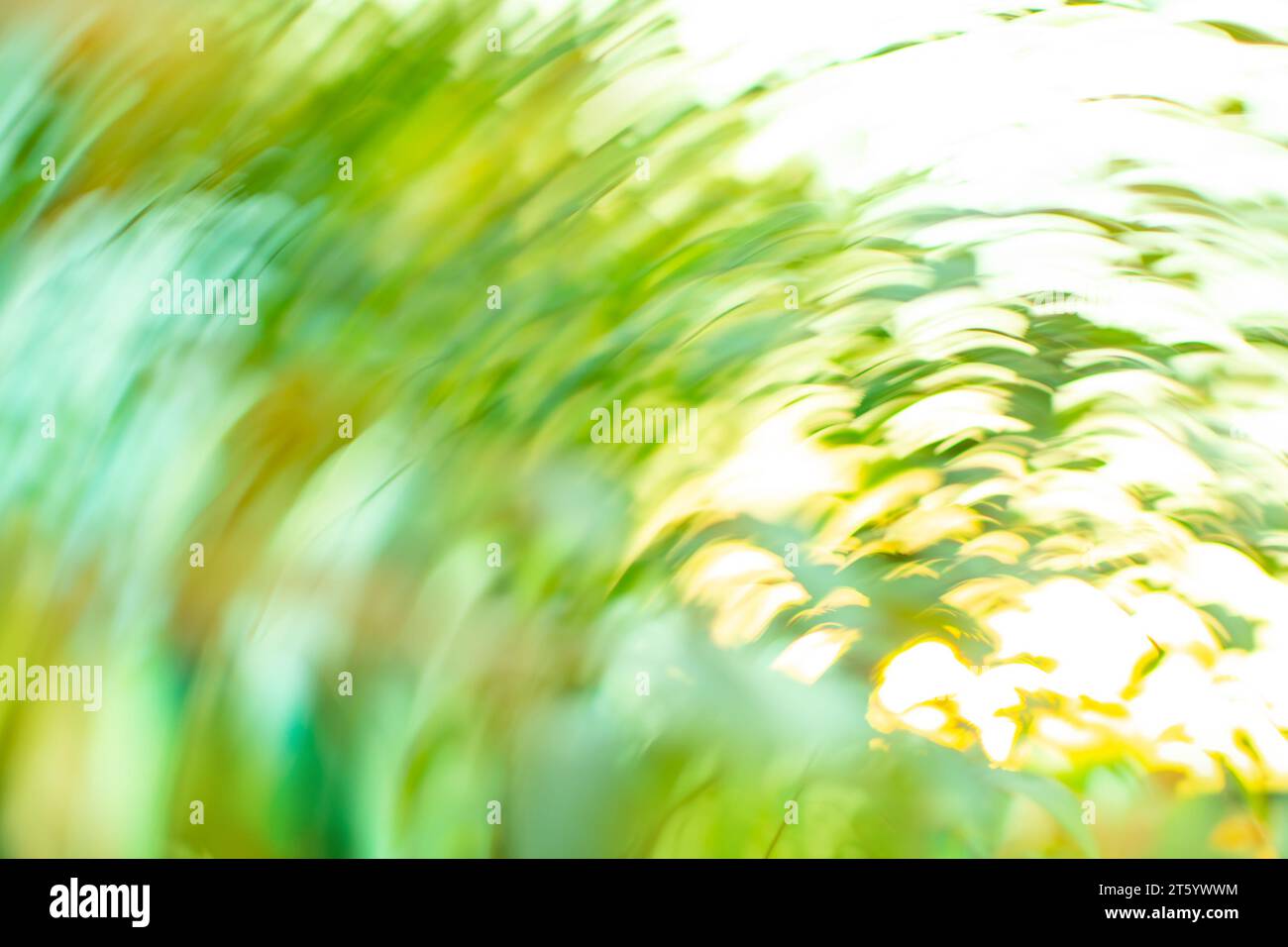 Amazing green texture hi-res stock photography and images - Alamy