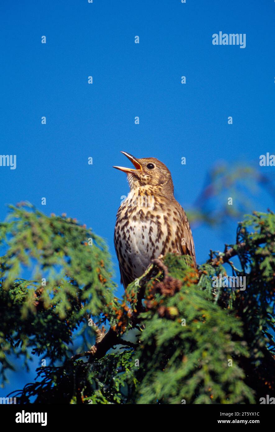 Singing garden birds hi-res stock photography and images - Alamy