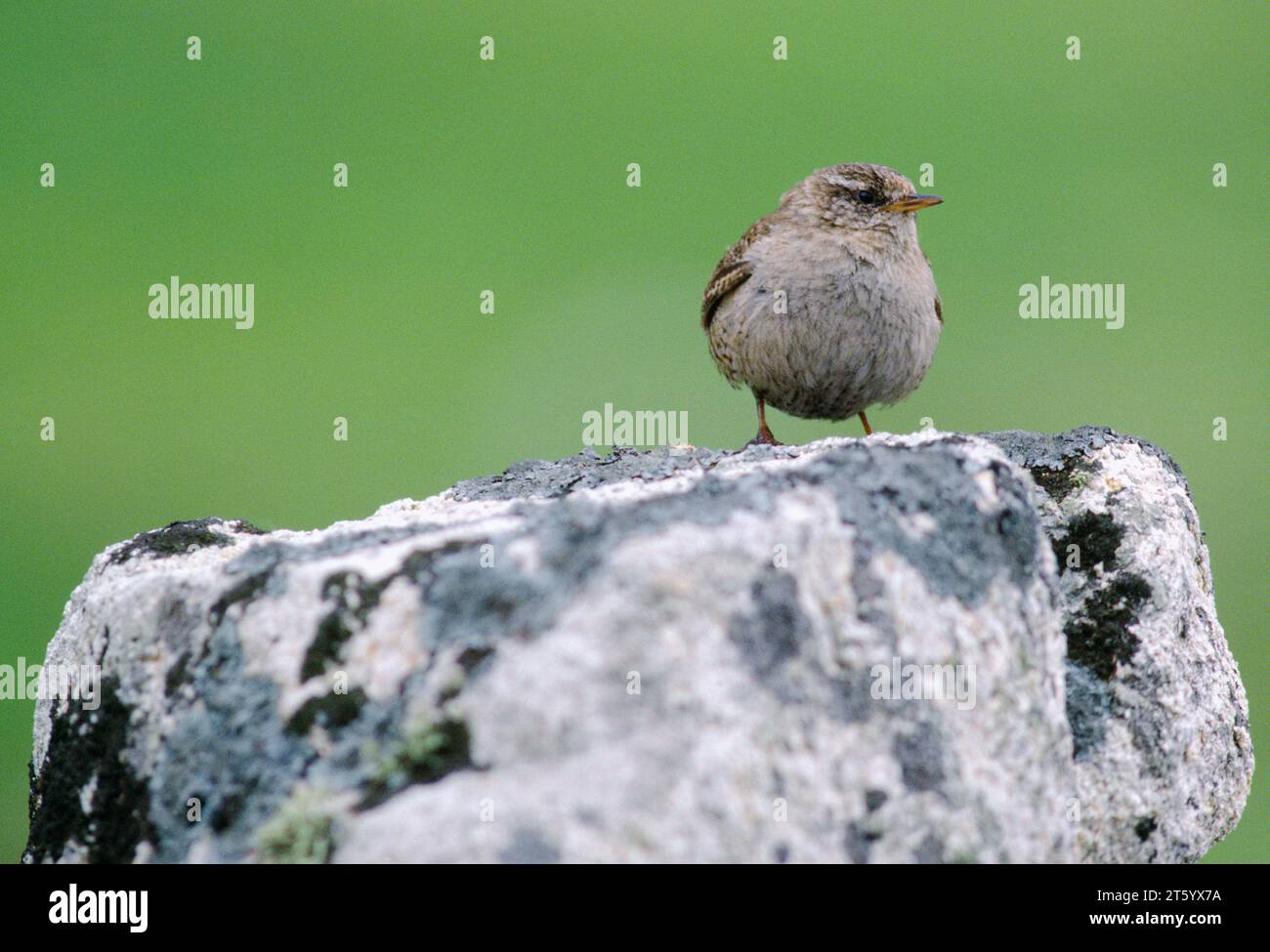 St Kilda Wren (Troglodytes troglodytes hirtensis) on wall of ruined ...