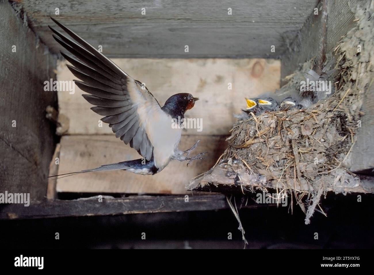 Barn swallow nests hi-res stock photography and images - Alamy