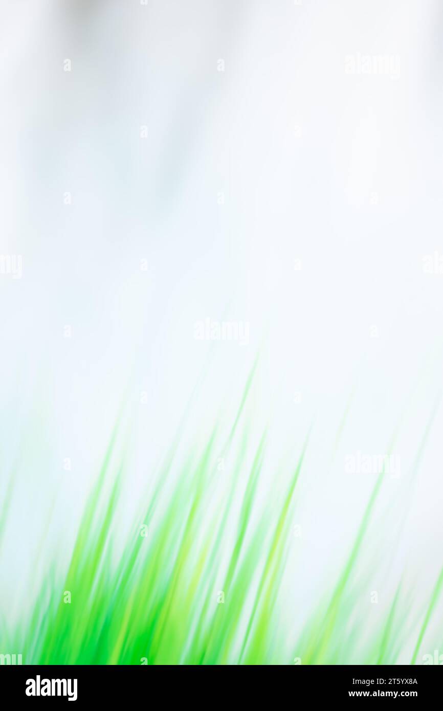 Fresh green grass blurred background. Ornamental bokeh grasses in ...