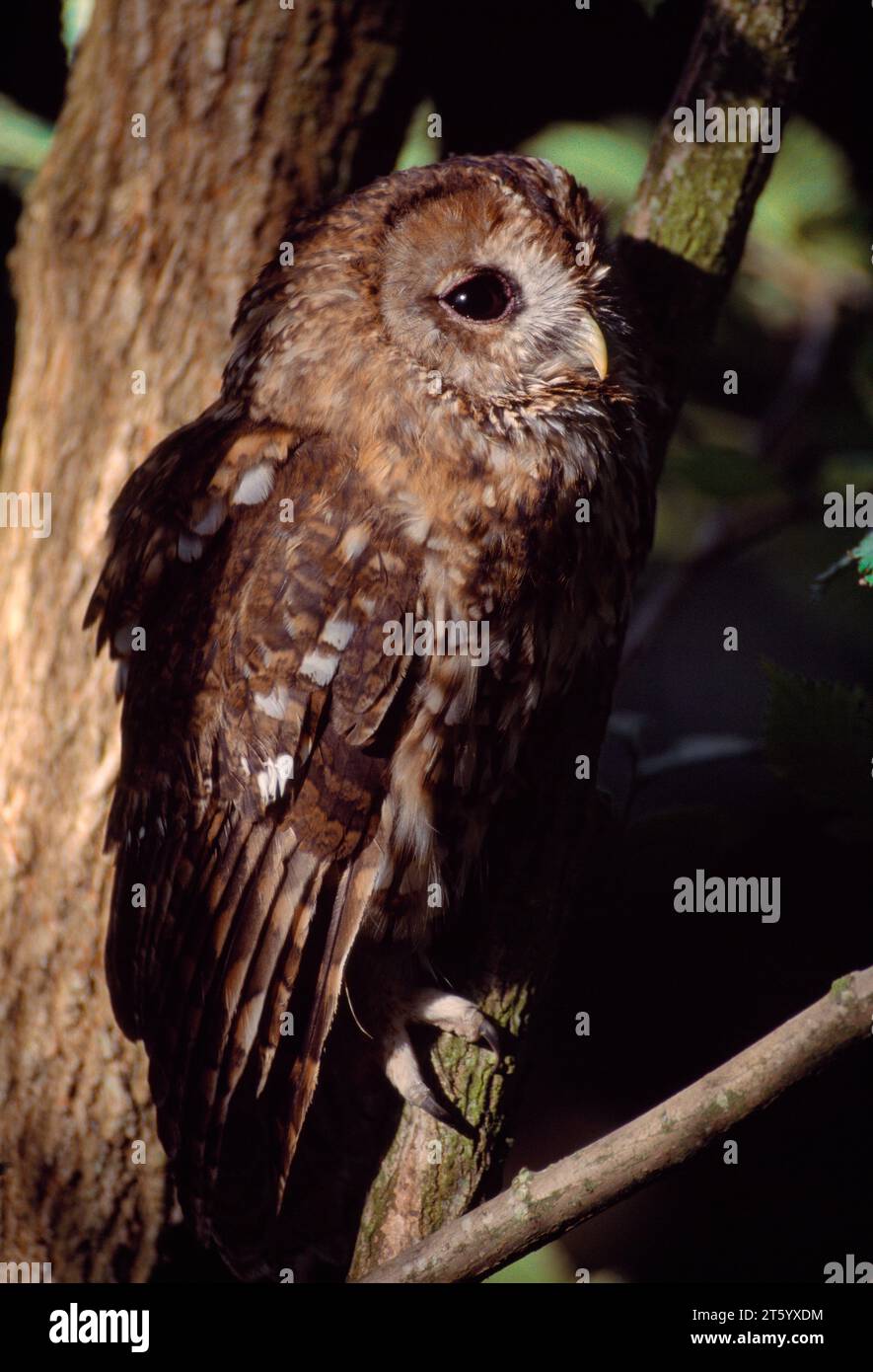 Tawny Owl (Strix aluco) captive bird photographed in evening lighting ...