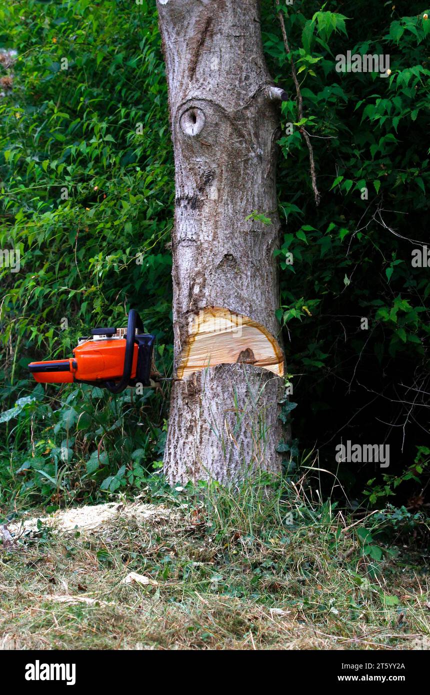 Chainsaw timber hi-res stock photography and images - Alamy