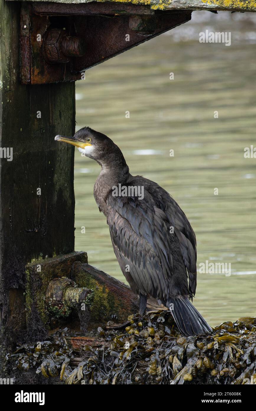 Shag (Phalacrocorax aristotelis) first year Mutford Lock Suffolk ...