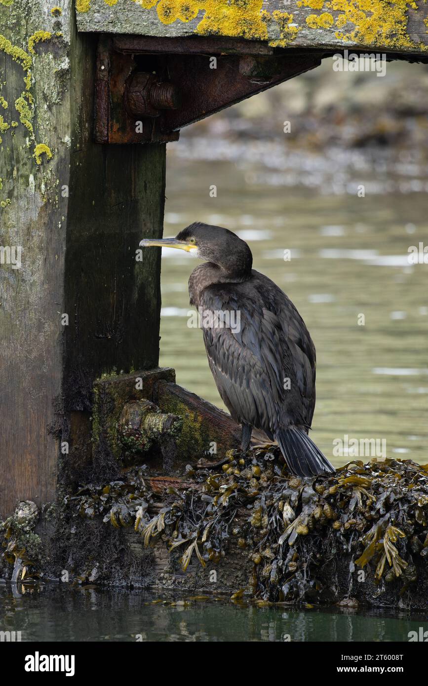 Shag (Phalacrocorax aristotelis) first year Mutford Lock Suffolk ...