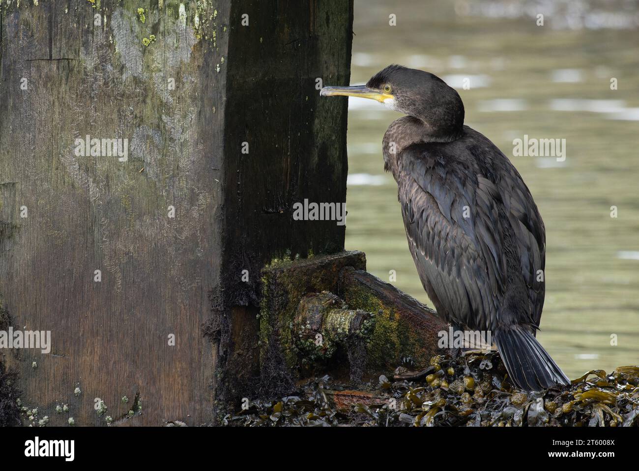 Mutford suffolk hi-res stock photography and images - Alamy