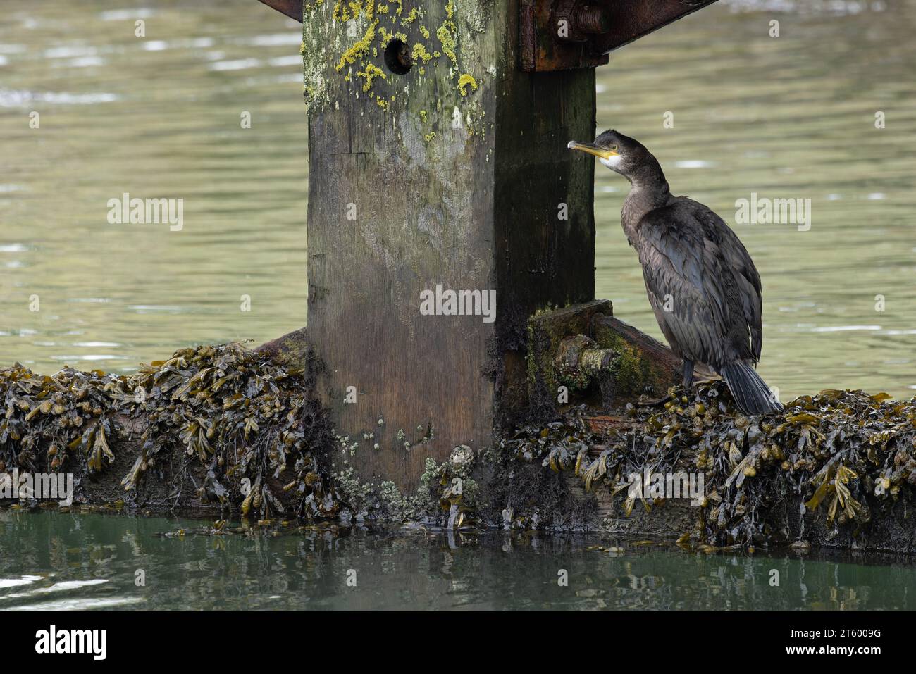 Shag (Phalacrocorax aristotelis) first year Mutford Lock Suffolk ...