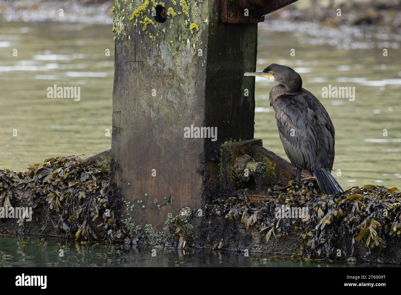 Shag (Phalacrocorax aristotelis) first year Mutford Lock Suffolk ...