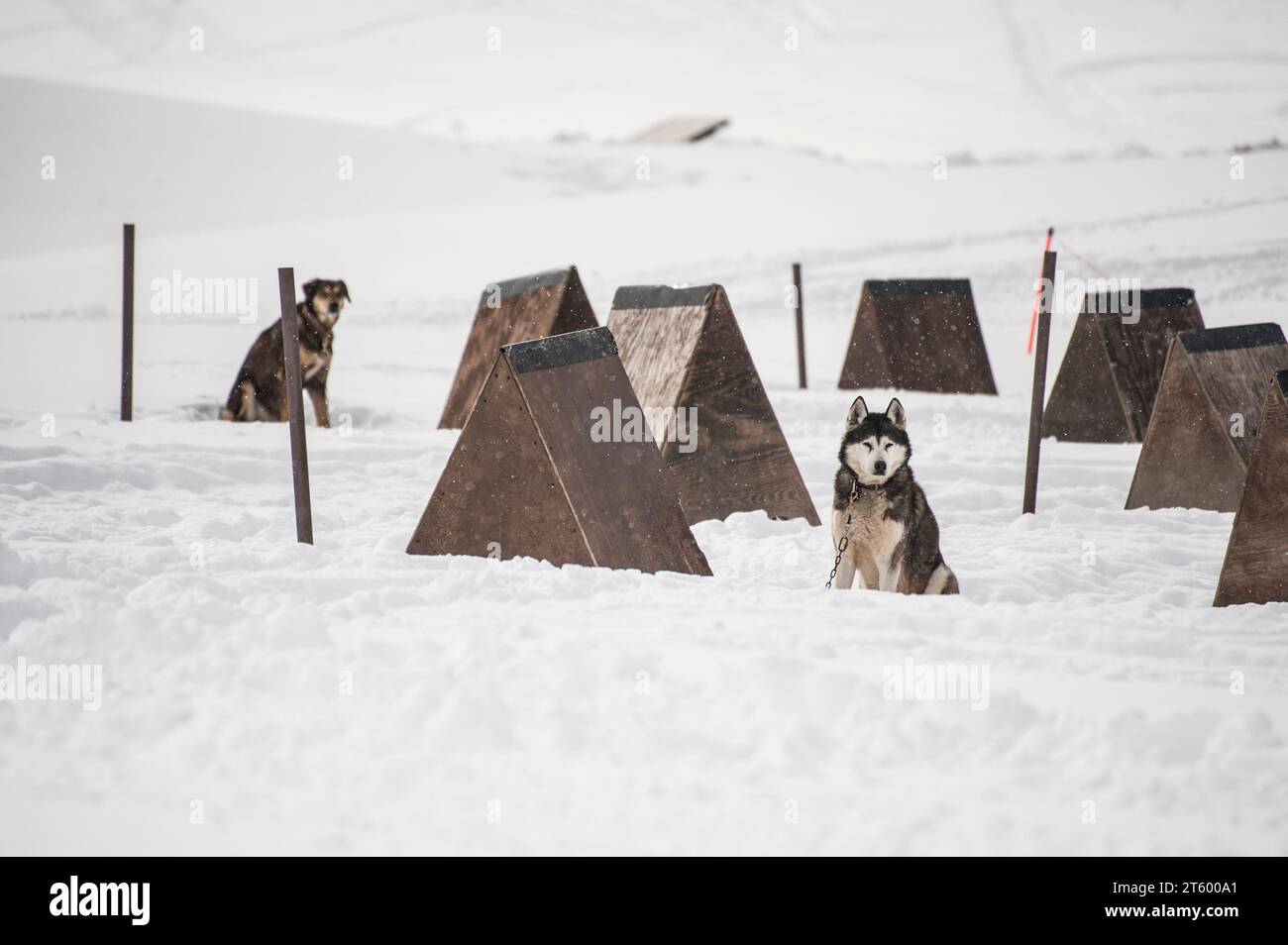 Husky dogs resting from dog sledding Stock Photo - Alamy