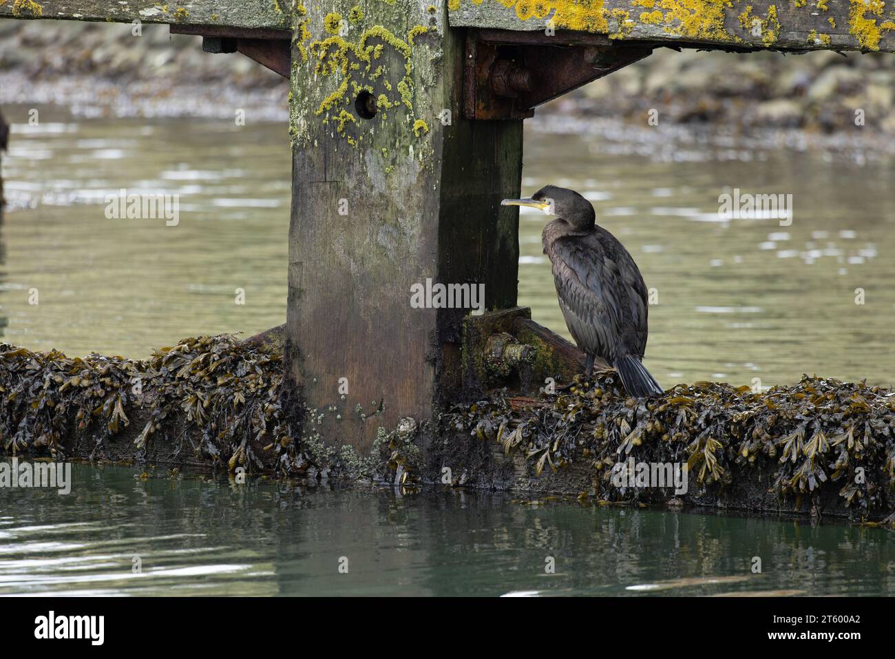 Shag (Phalacrocorax aristotelis) first year Mutford Lock Suffolk ...